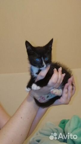 Котята ищут заботливые руки