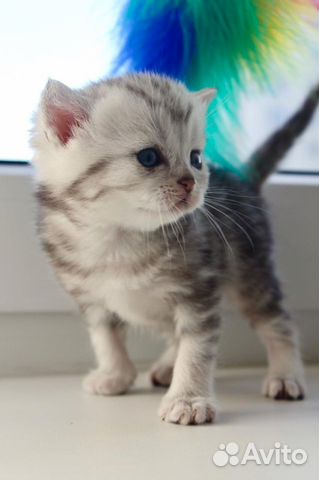 Котята шотландцы