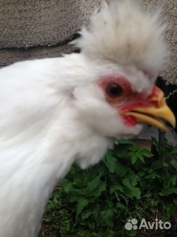 Павловский молодой петух