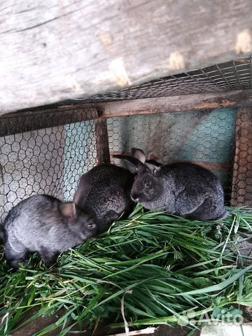 Продам кроликов. Обмен