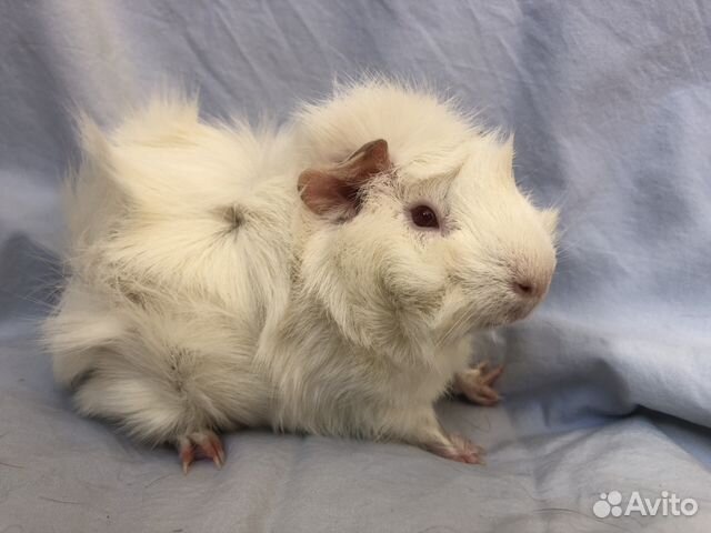 Морские свинки