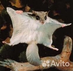 Белка летяга (сахарный Поссум)