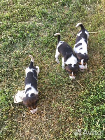 Щенята русская пегая гончая