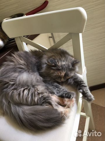 Кошка в хорошие Руки