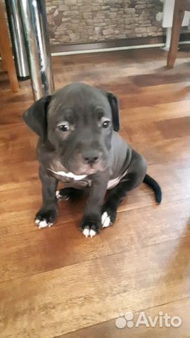 Щенки Стаффа