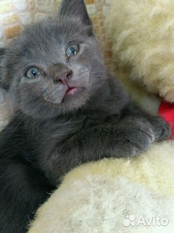 Котик 1.5 мес