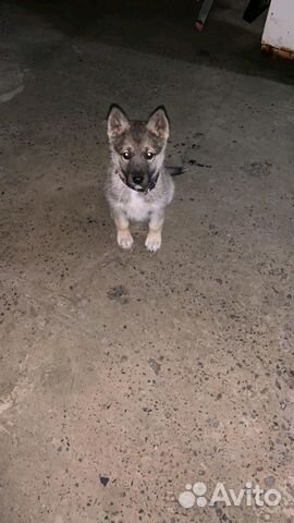 В связи с переездом,девочка овчарка, в добрые отве