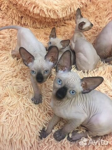 Котята Канадского Сфинкса