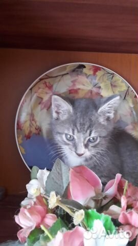 Котёночек-мальчик, около 2-х мес. дымчатый