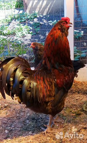 Инкубационное яйцо, цыплята Амераукана, бройлеры