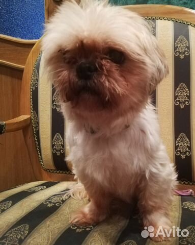 Сука Ши Тцу 11 лет