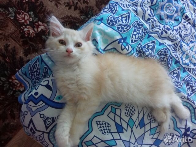 Котенок