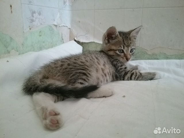 Три малышки