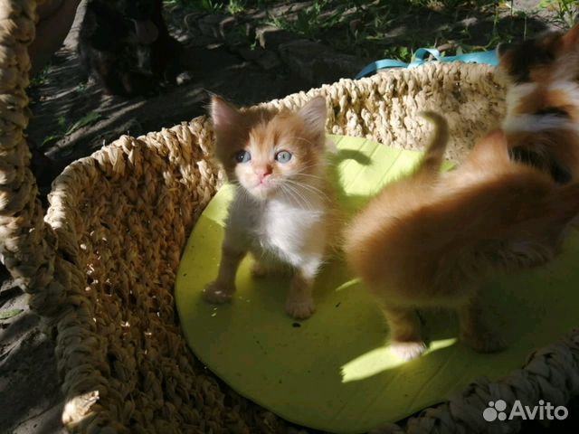 Отдам котенка в добрые руки
