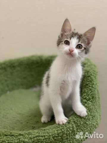 Котенок (кошечка) в добрые руки