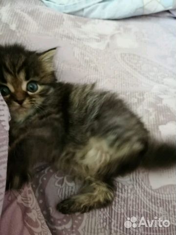 Продам котят
