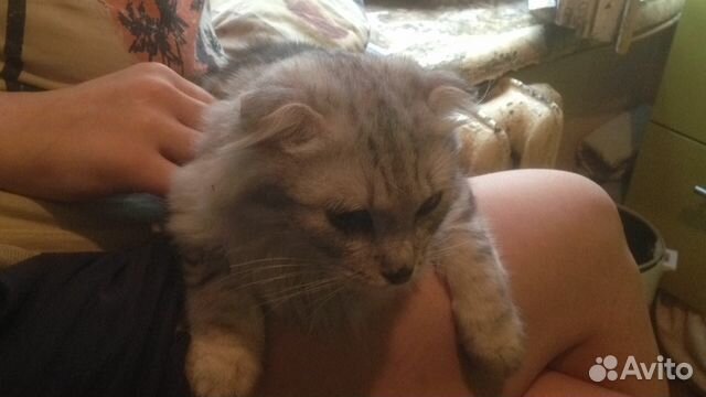 Котик