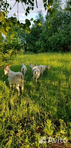 Дойная коза беременная зааненской породы