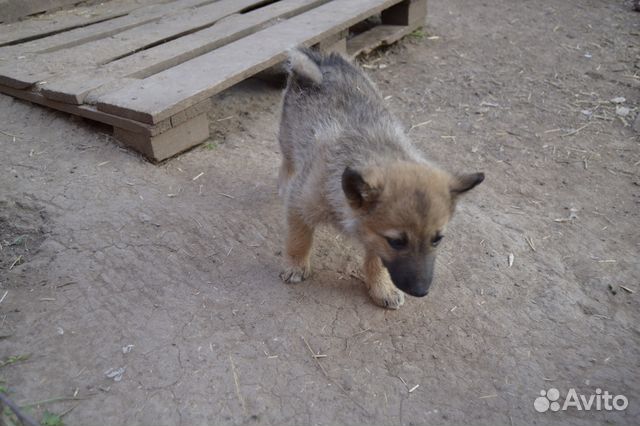 Щенята западно-сибирской лайки