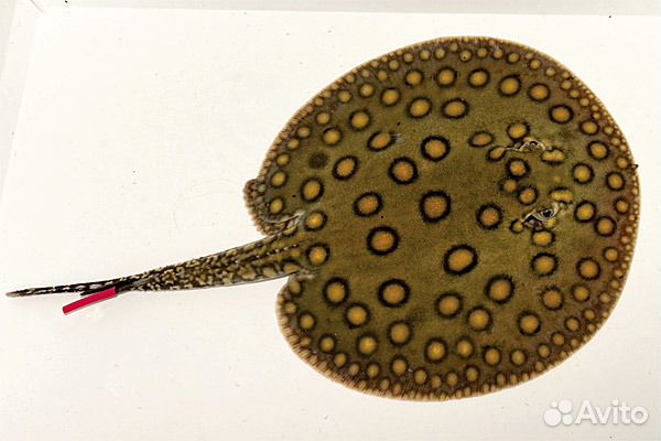 Скат Моторо или пятнистый хвостокол