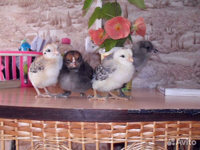Цыплята Араукан, Фавероль, Маран