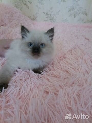 Котёнок мальчик перс классик в хорошие руки