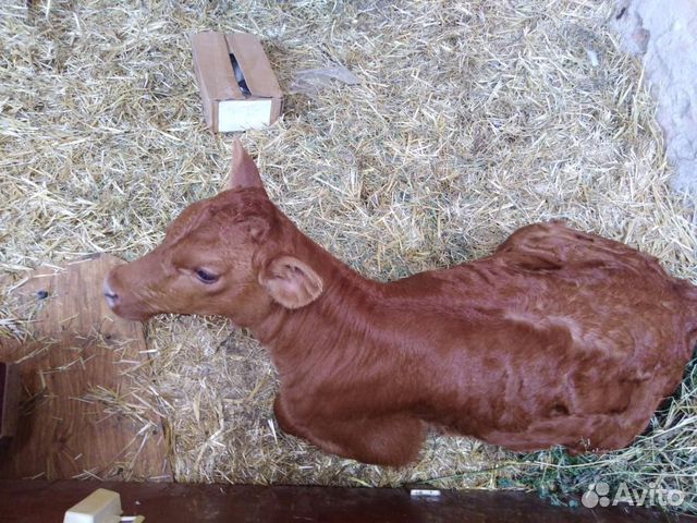 Телочка 1 месяц