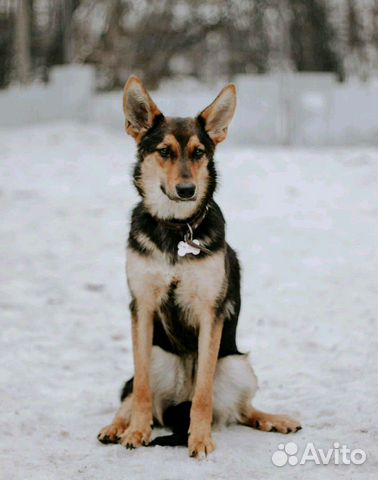 Собака Милка в добрые руки