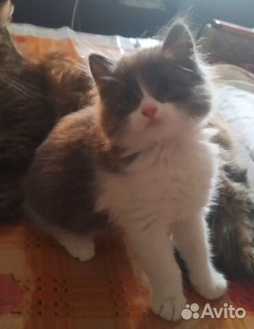 Котенок. Отдам в хорошие руки маленького котенка