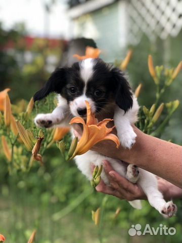 Фален щенок девочка 2.5 месяца