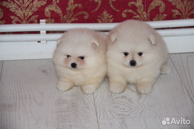 Шпиц белые и пушистые девочки