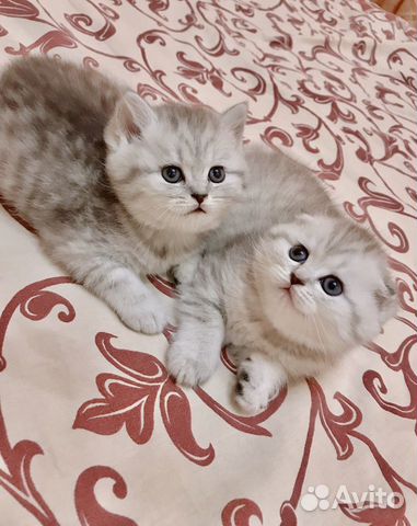 Чистокровные шотландские котята