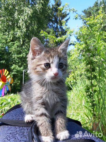 Котенок мальчик Василий