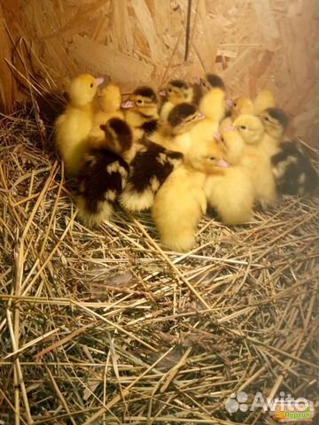 Утки мускусные