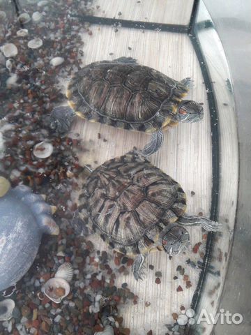 Красноухая черепаха