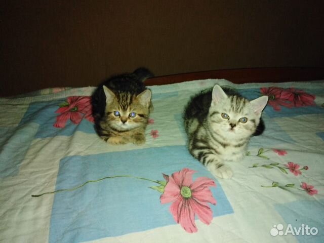 Шотландцы