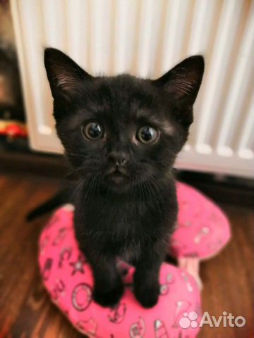 Шотландские прямоушки