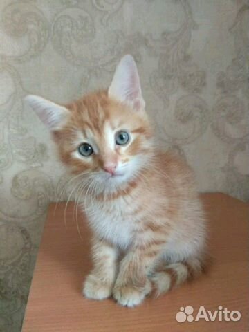 Отдам котенка