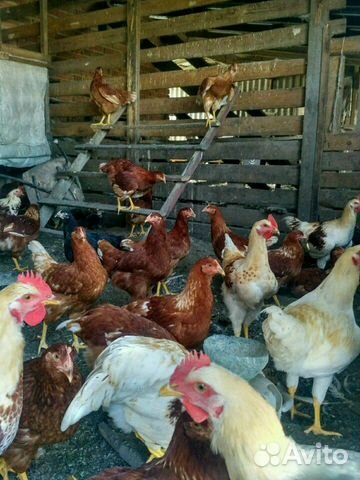 Цыплята несушки Родонит возрост 3 месяца и куры до