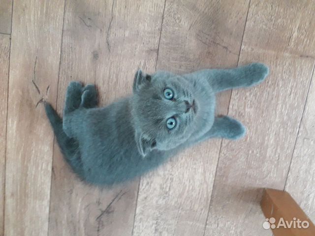 Британец,серо-голубой