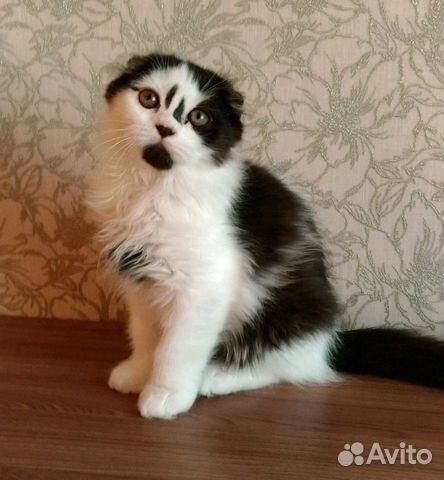 Шотландский вислоухий котик