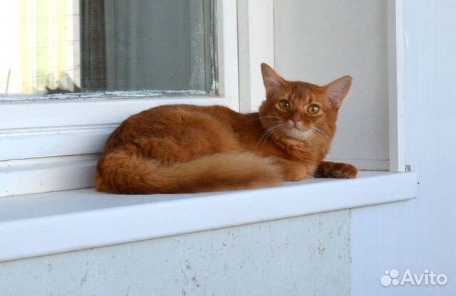 Кошка породы сомали