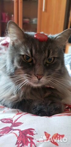 Отдаем кота в хорошие любящие руки