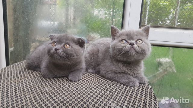 Продаются котята