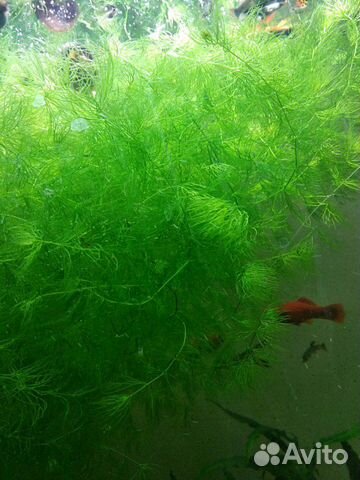Аквариумное растение