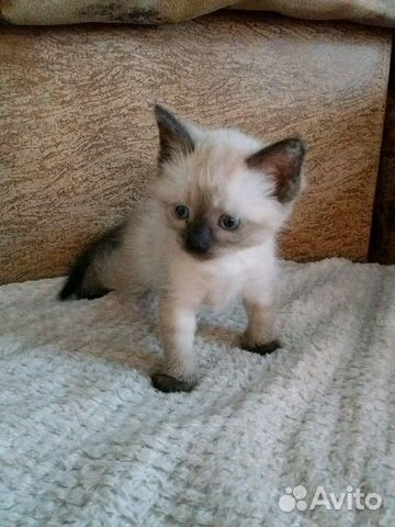 Кошка породы бурманка,отдадим в хорошие руки