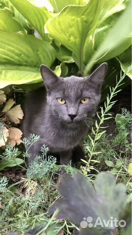 Котик в дар