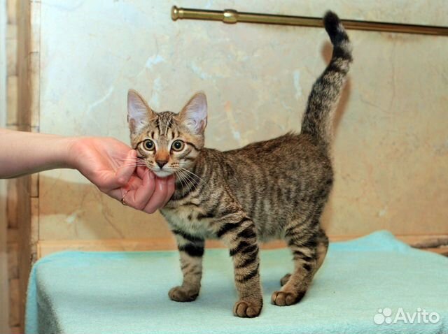Гриша - красавец котенок в дар