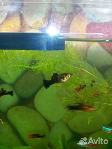 Бесплатно меченосцы