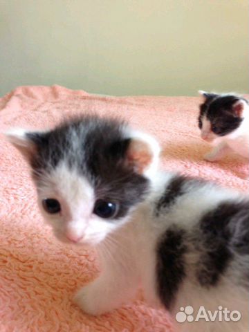 Котята малыши
